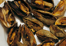 Ribarski obrt Katić - Obrt za izlov i prodaju školjaka